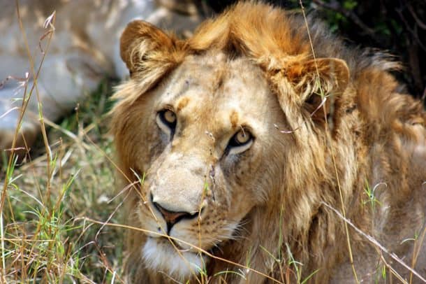 Masai Mara Safari Travel Tips | Luggage and Lipstick