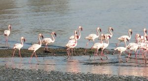 Progreso Beach, Attractions & Day Trips You Can't Miss!