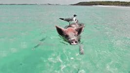 Progreso Beach, Attractions & Day Trips You Can't Miss!